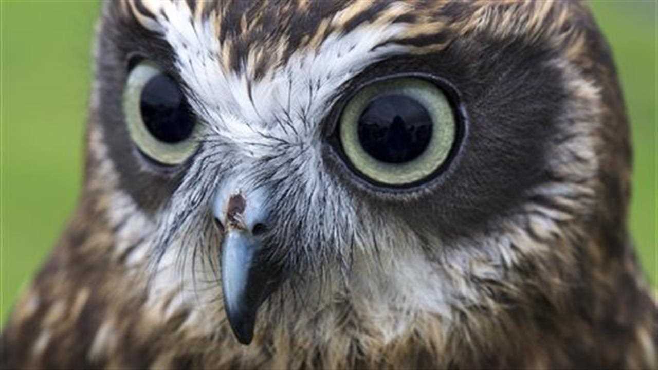 Night Owl Naturewise Experience, Baw Baw National Park - Active in Parks