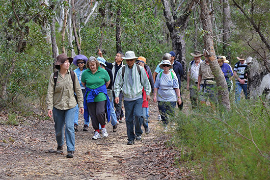 Free guided bushwalks around Hornsby - Active in Parks