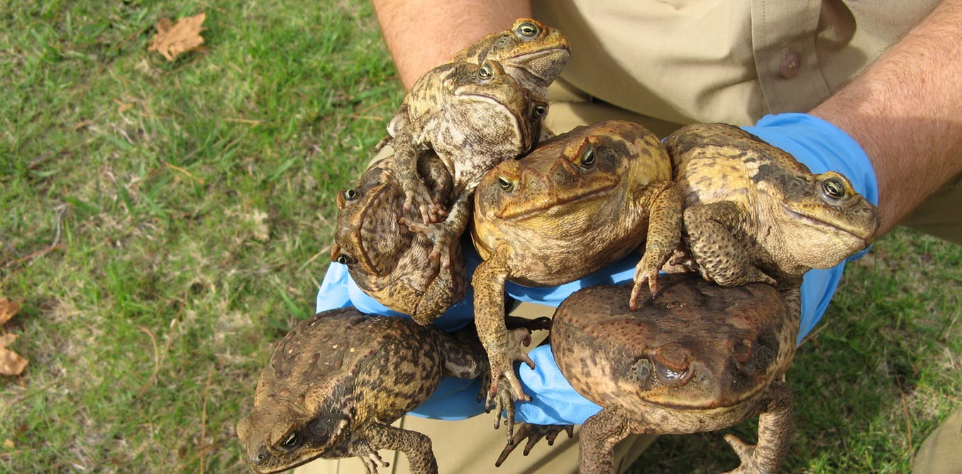 Tuesday Twilight Toadbusting in Darwin - Active in Parks