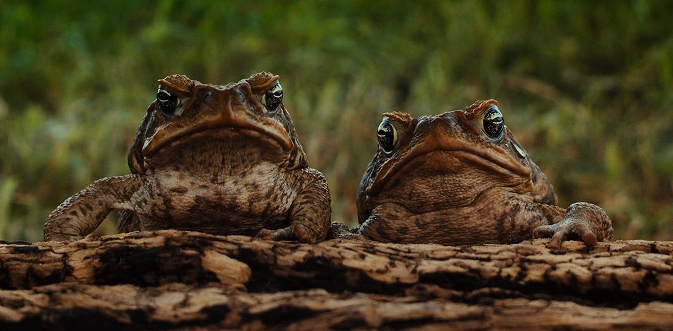 Tuesday Twilight Toadbusting in Darwin - Active in Parks