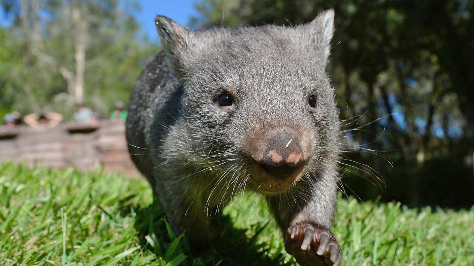 Wombat Mange Monitoring - Freycinet National Park - Active in Parks